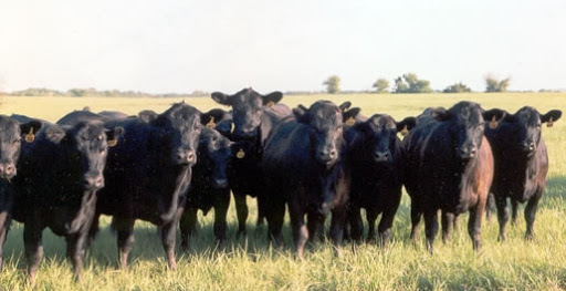 Our Cattle - Grain Fed Beef - S/Y Beef Market